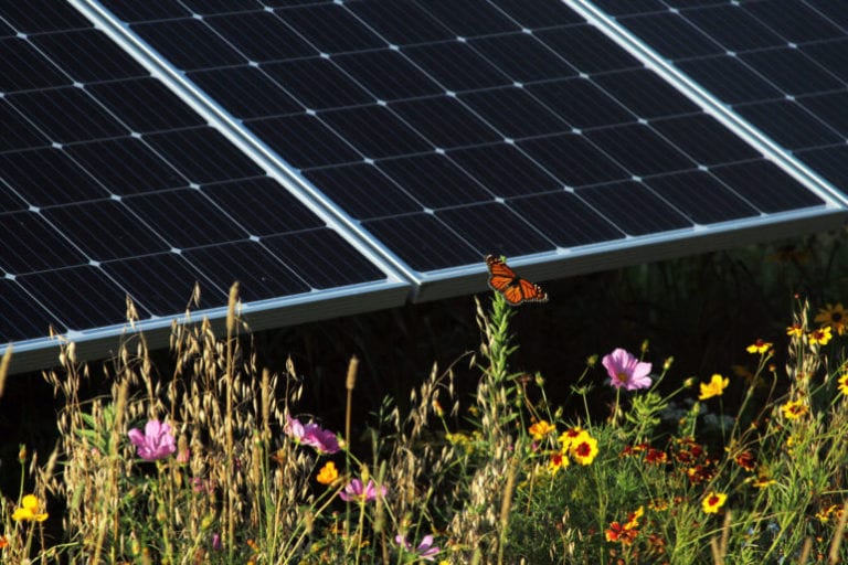 The Evolution of Rural Solar: from Panel Monocrops to Multiple Land ...