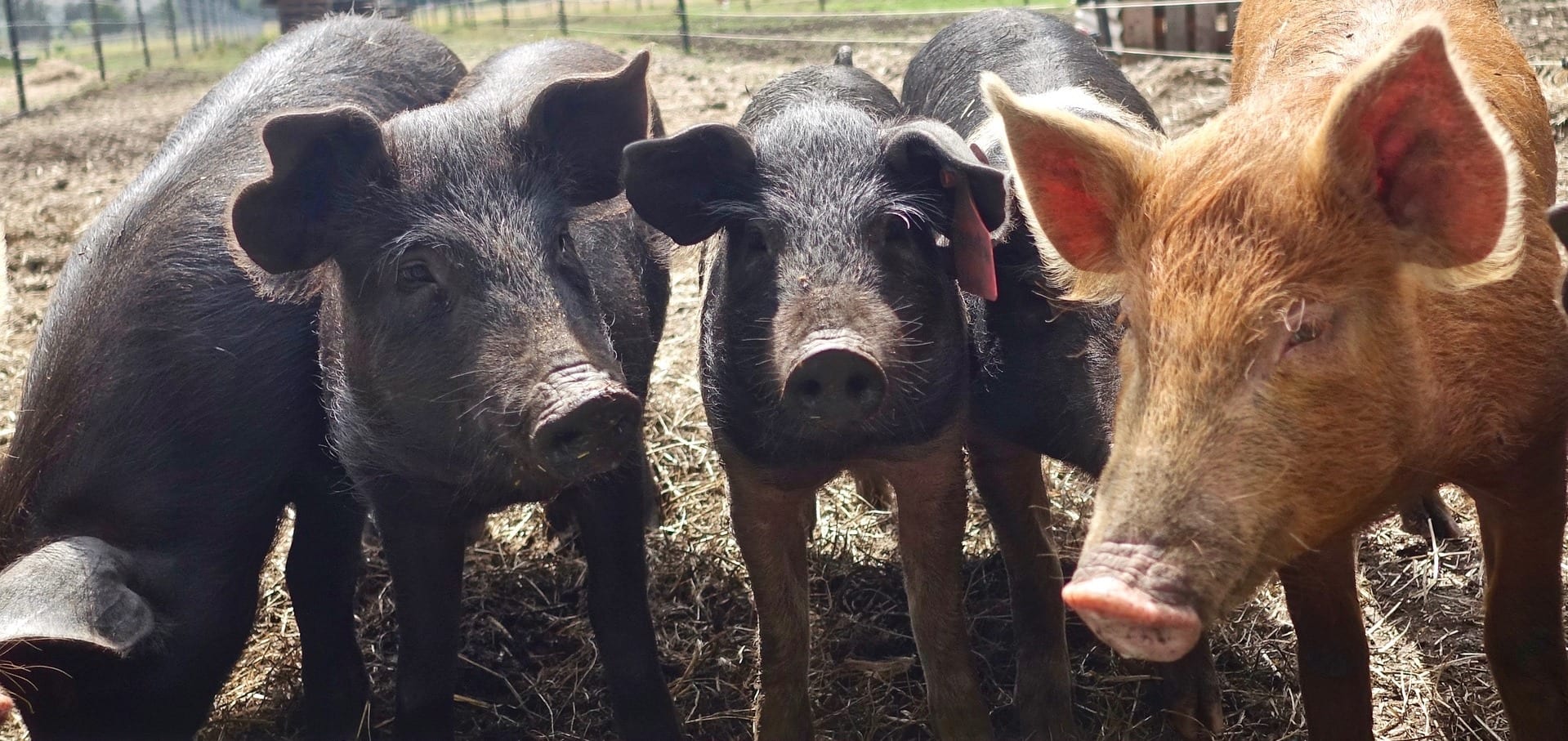 Methane, Hog Manure, and a Net-Zero Pledge - RMI