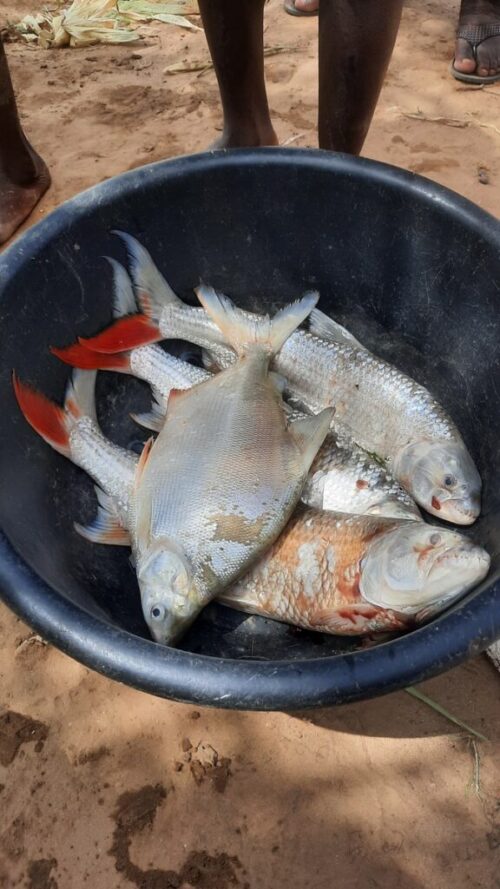 Keeping the Catch Fresh with a Solar Minigrid - RMI